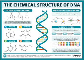 Discovery of the Structure of DNA – Science Technology and Society a ...